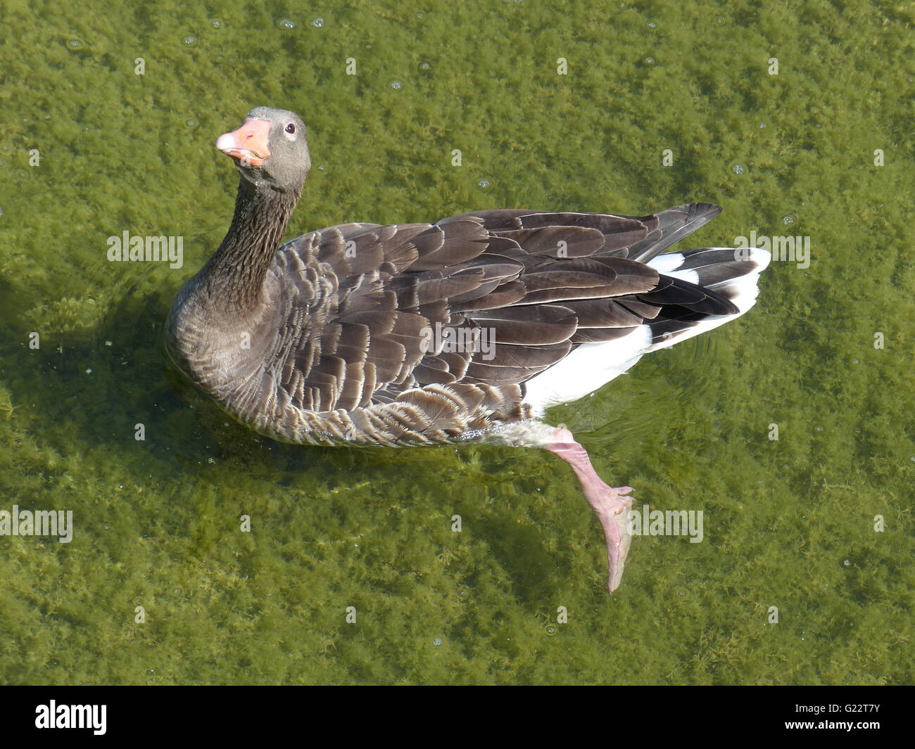 Germany, Lake Chiem, greatgoose swims in clear water with algae covered ...
