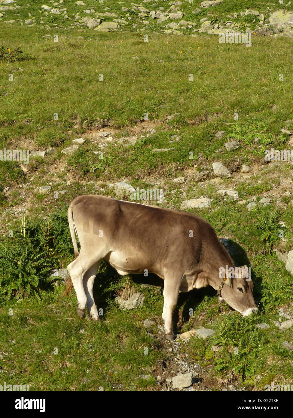 Cow italy hi-res stock photography and images - Alamy