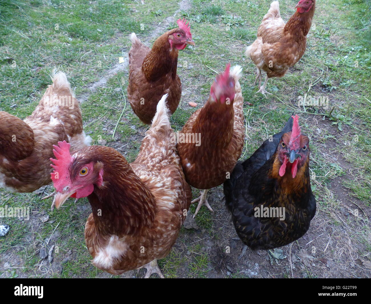 Hen hens chicken hi-res stock photography and images - Alamy