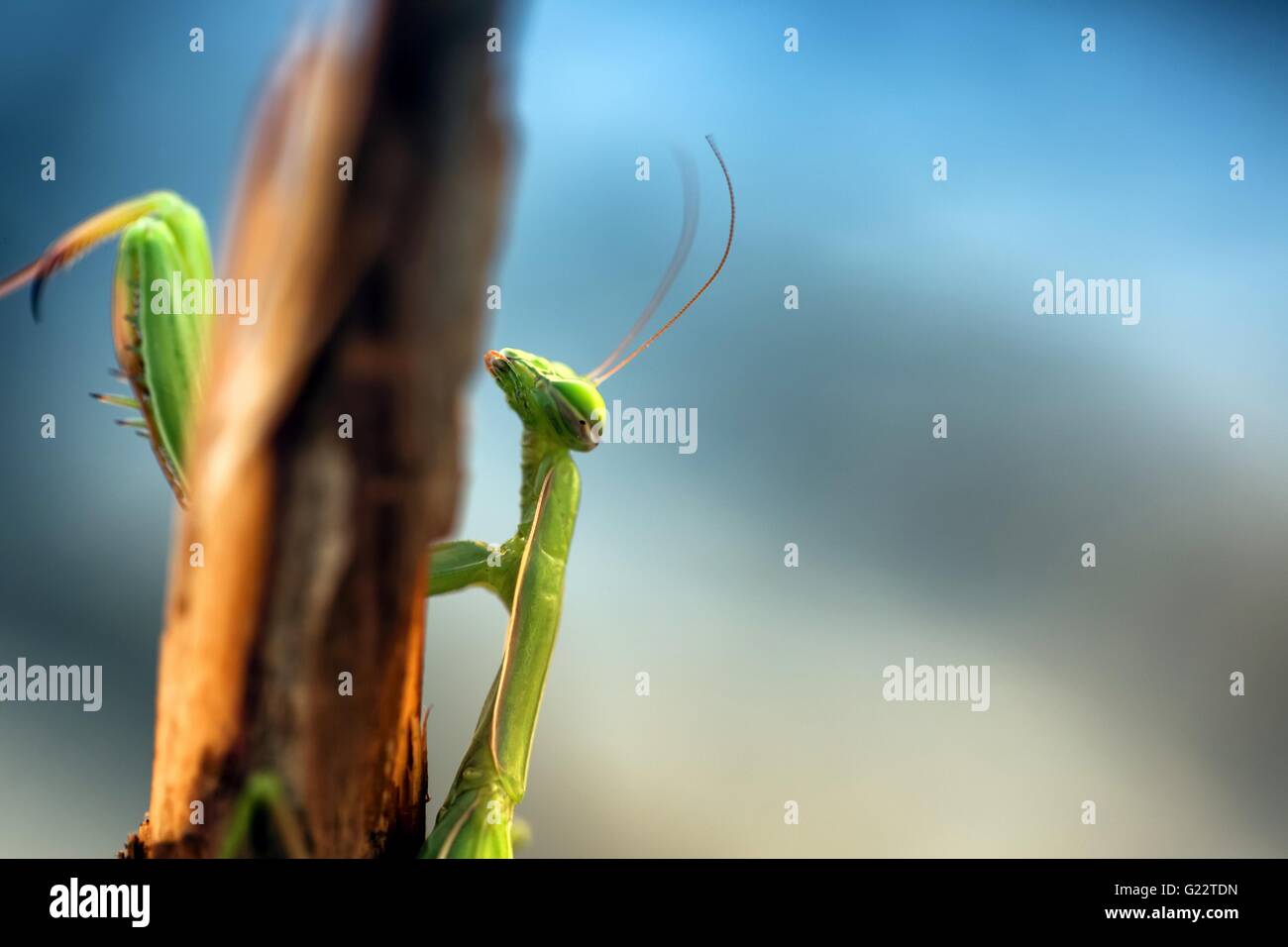 green praying mantis Stock Photo - Alamy