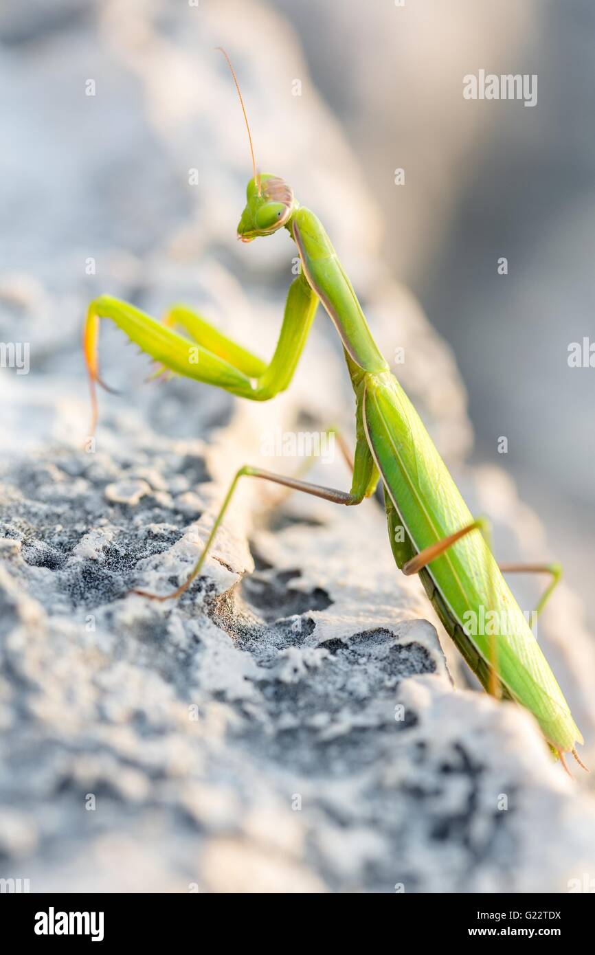 green praying mantis Stock Photo - Alamy