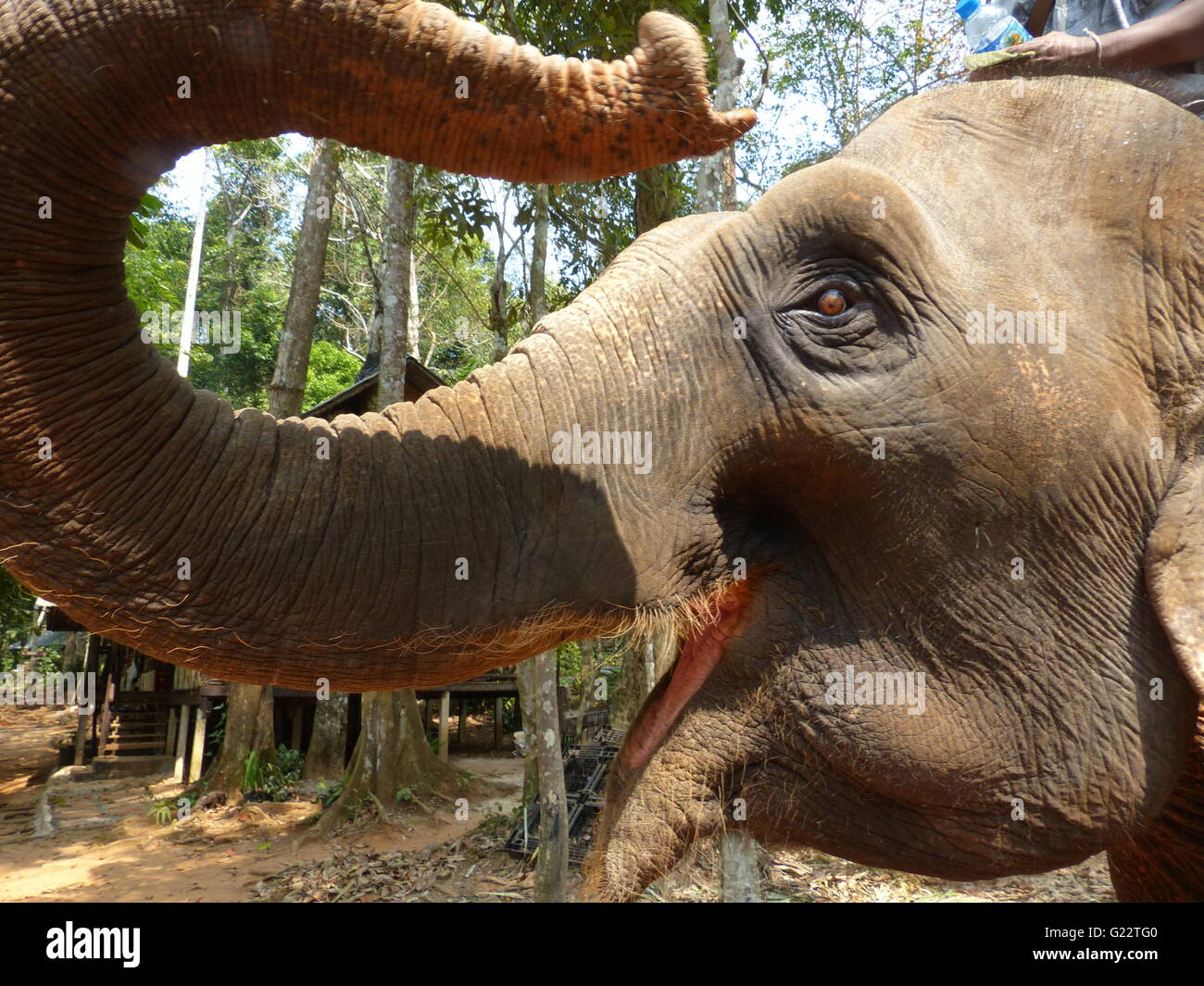 Asian elephant, Elephas maximus) bending his trunk Stock Photo - Alamy