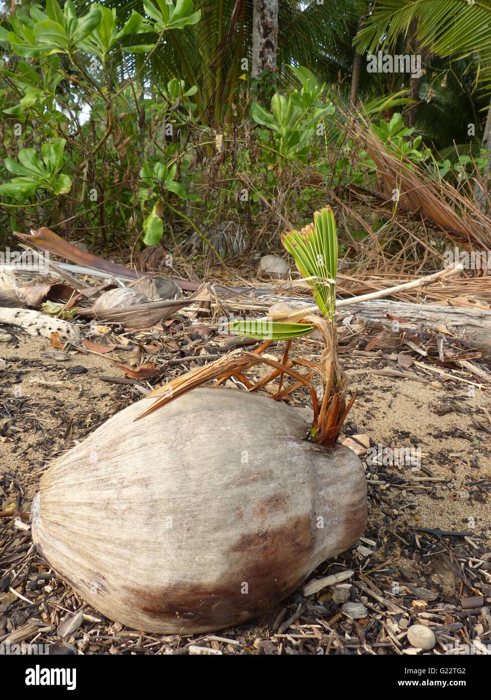 Coconut tree growing from nut hi-res stock photography and images - Alamy