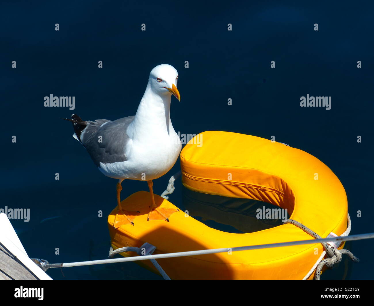 Seagull rests hi-res stock photography and images - Alamy