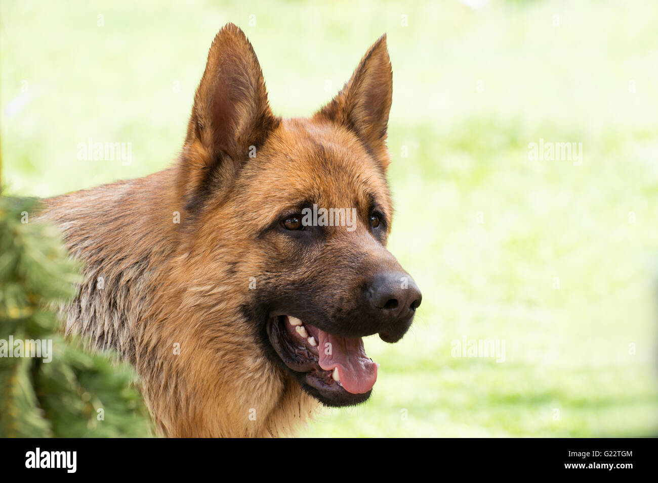 German Shepherd dog on the forest Stock Photo - Alamy