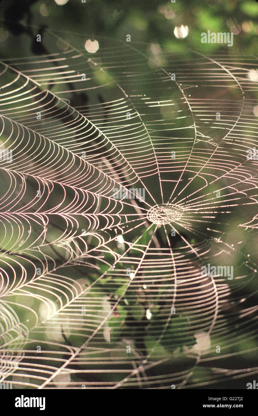 Spider web, trap, catch, net Stock Photo - Alamy