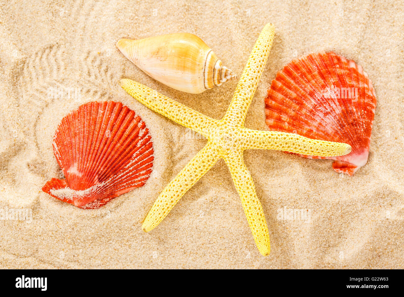 Fingerfish, seastar and seashells in sand closeup Stock Photo - Alamy