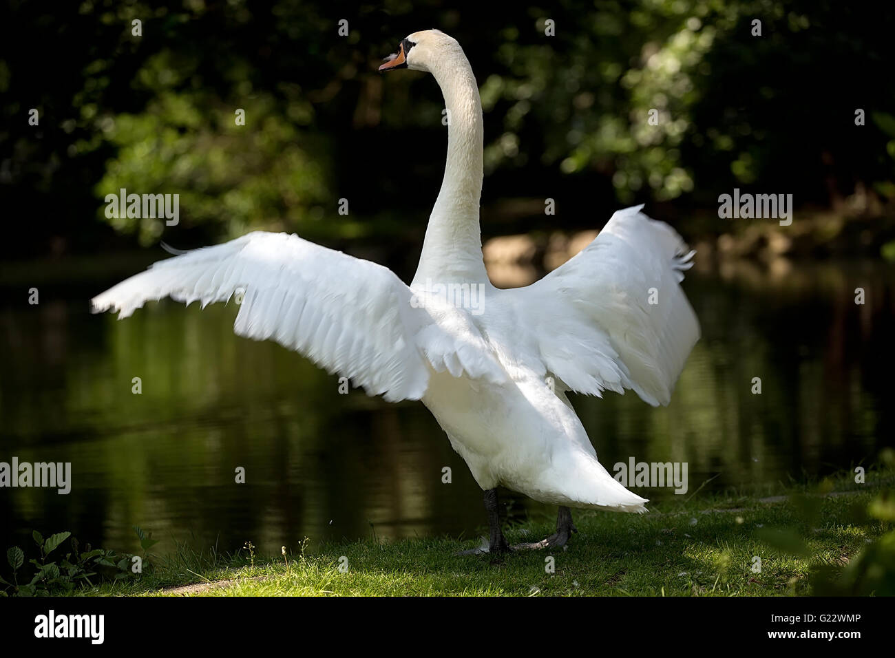 Swan in the wild Stock Photo - Alamy