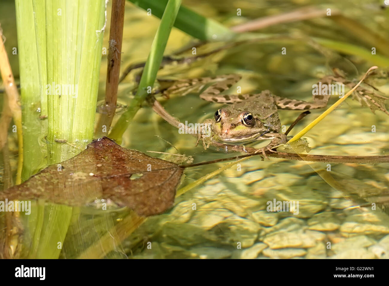 Frog on the lake Stock Photo - Alamy