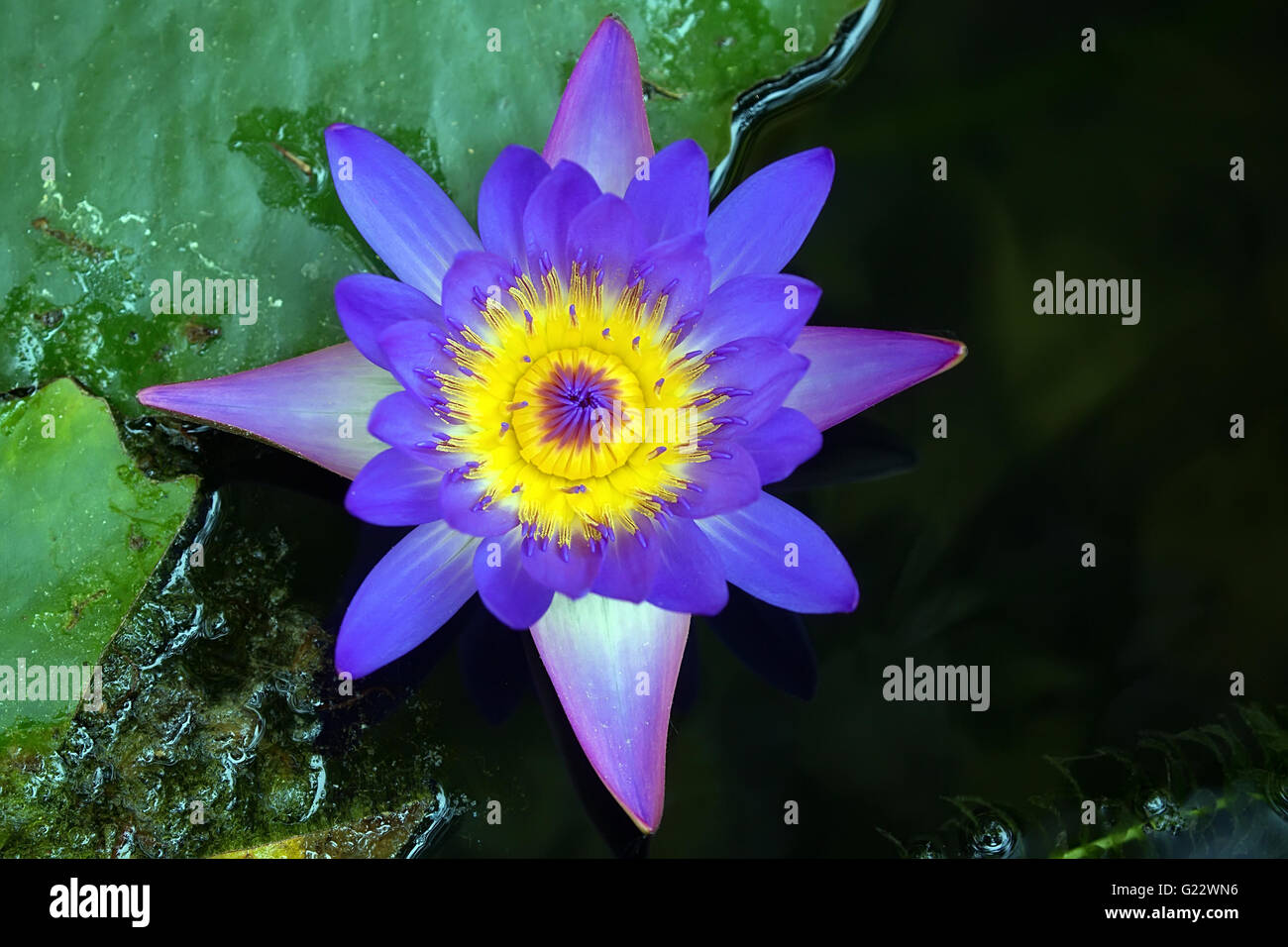 Violet lotus flower Stock Photo - Alamy