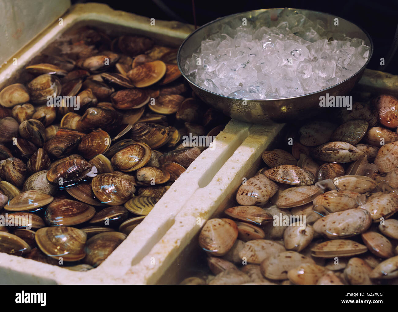 Chinese Small Bald Clam