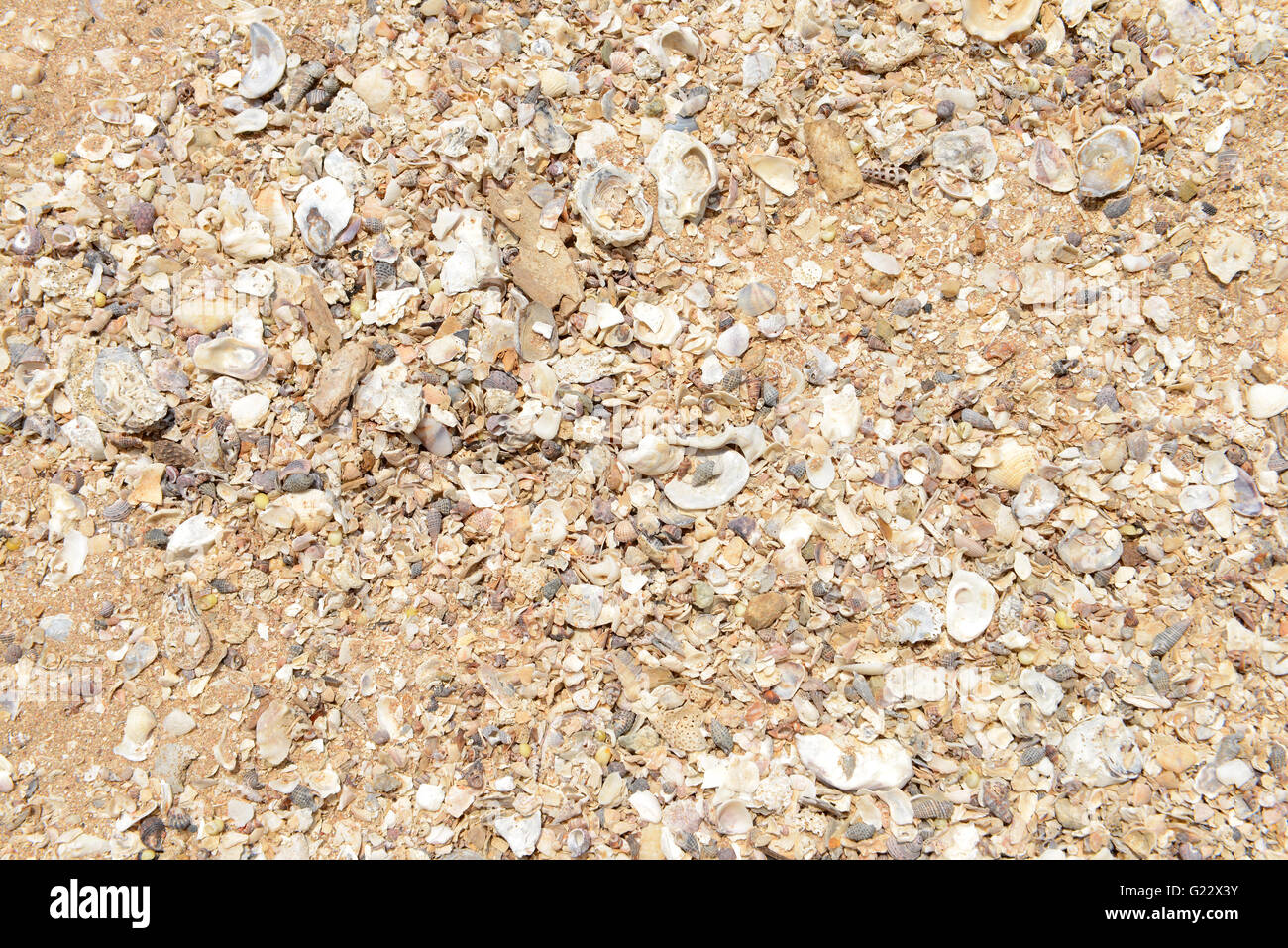 Natural texture with many small broken corals, shells and sand on the ...