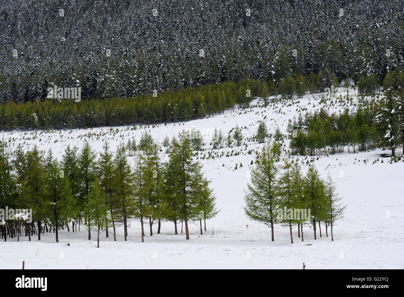 Hami. 22nd May, 2016. Photo taken on May 22, 2016 shows the pine trees ...