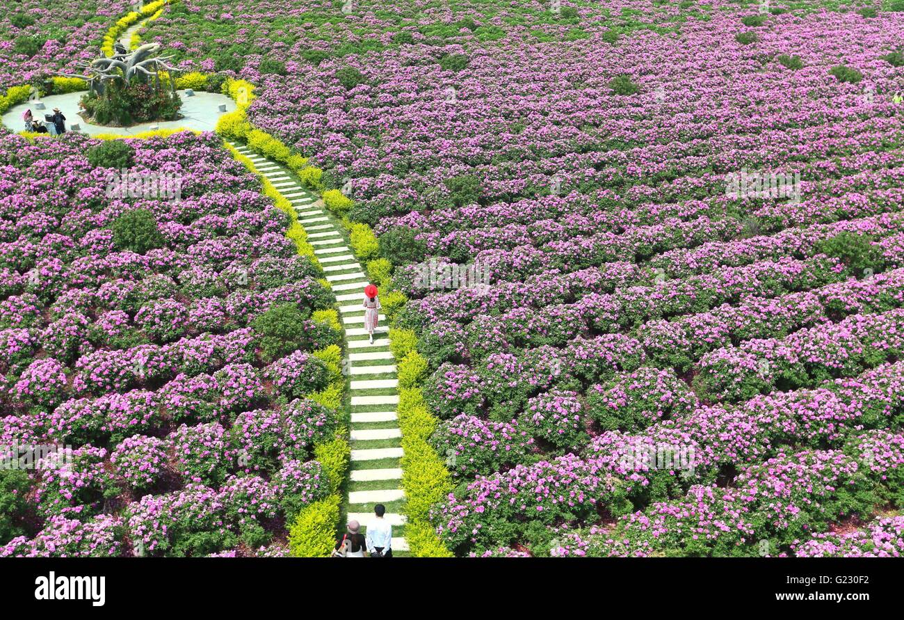 Qingdao, Jimo City of east China's Shandong Province. 22nd May, 2016 ...