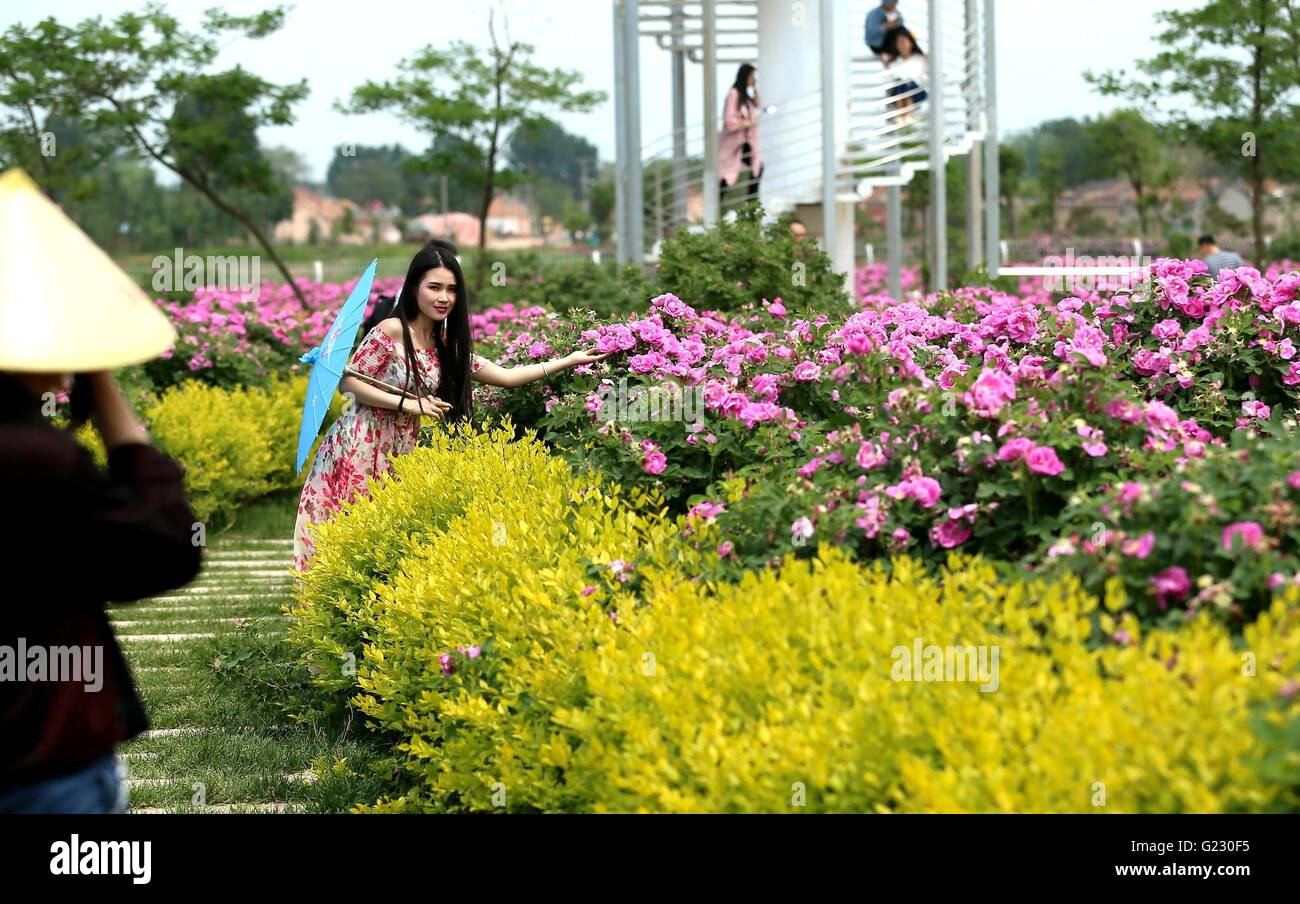 Qingdao, Jimo City of east China's Shandong Province. 22nd May, 2016. A ...