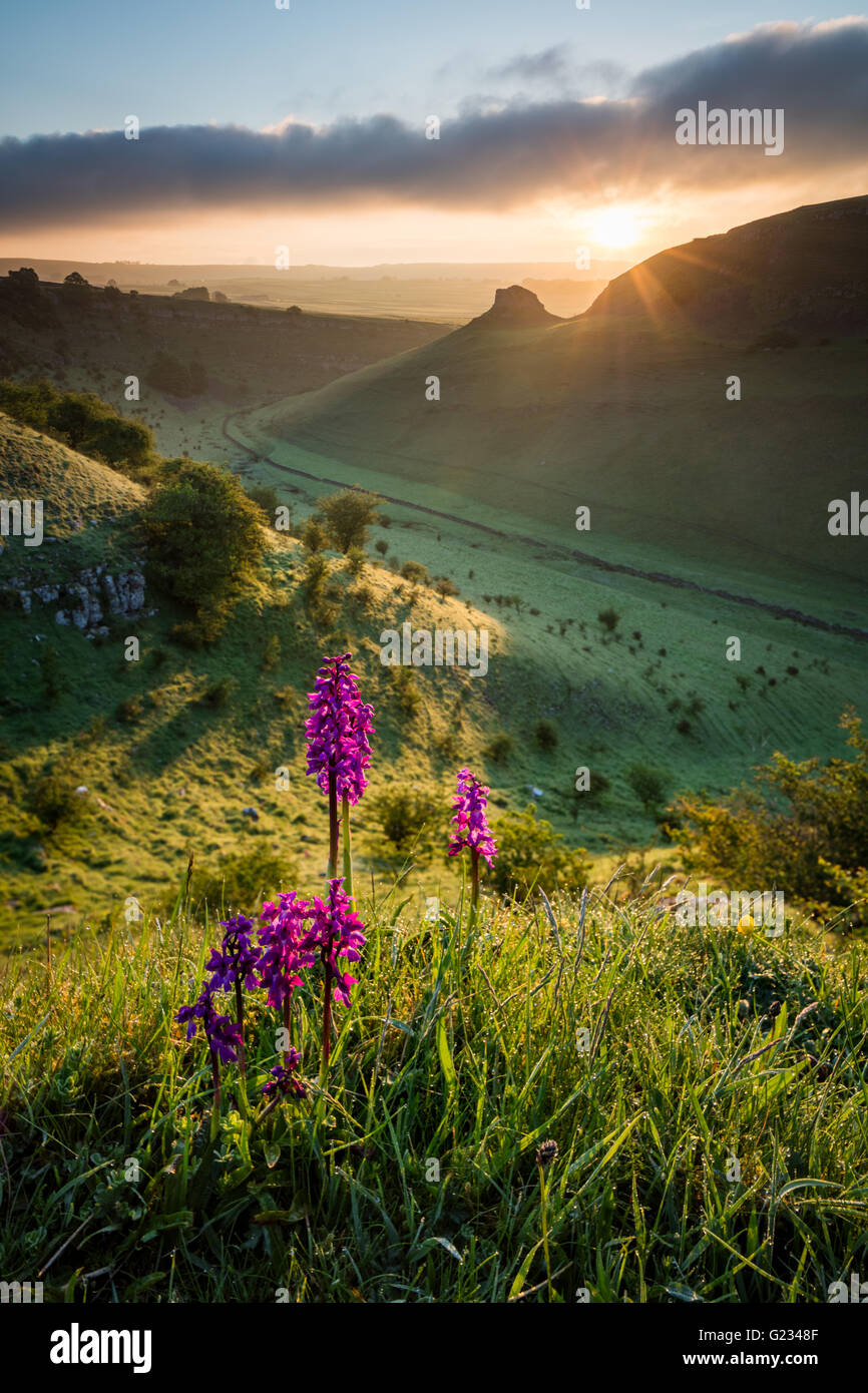 Cressbrook Dale, Peak District National Park. Derbyshire, UK. 23rd May ...