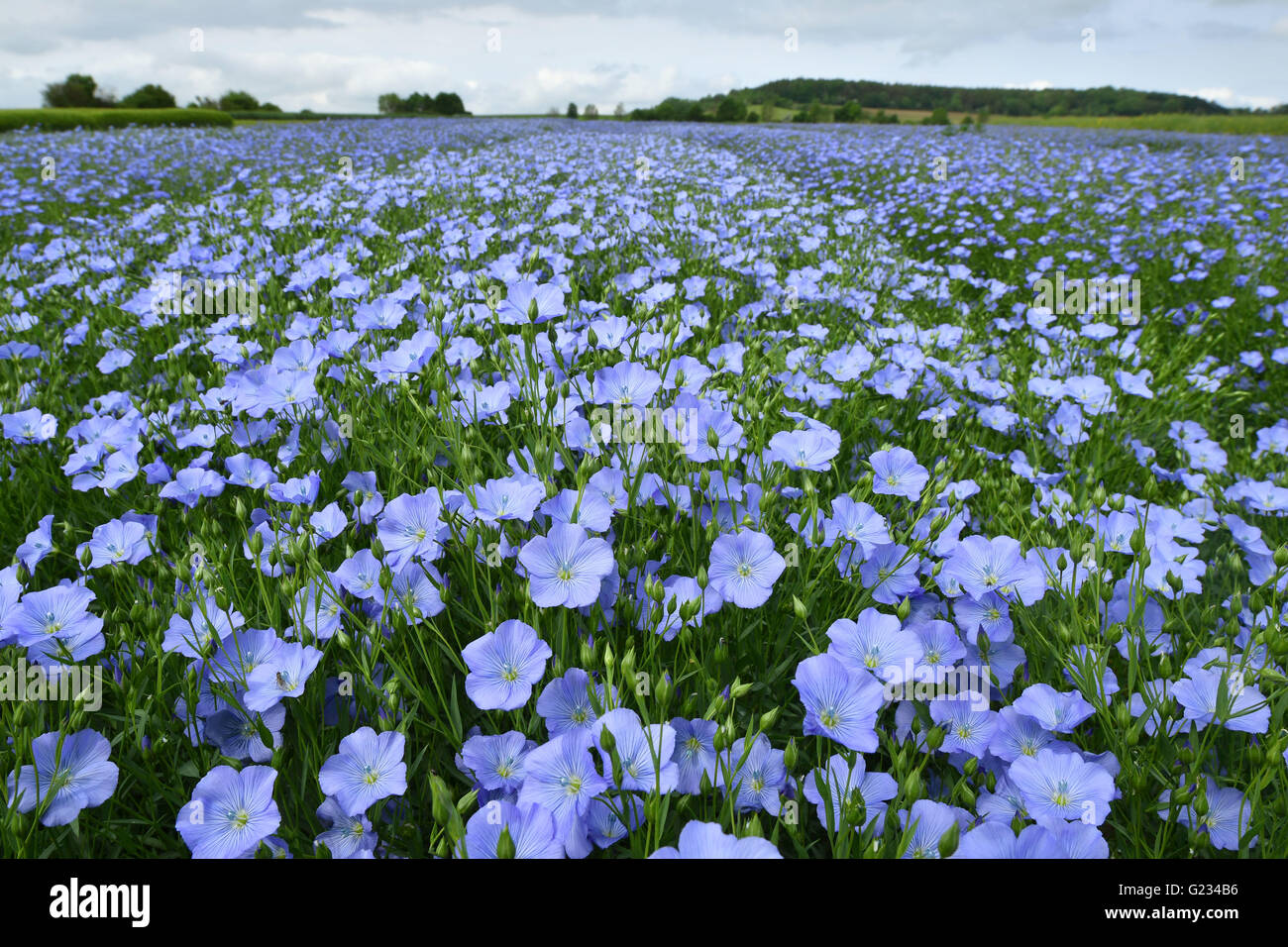 Dornburg, Germany. 23rd May, 2016. Flowering flax in a field at the ...