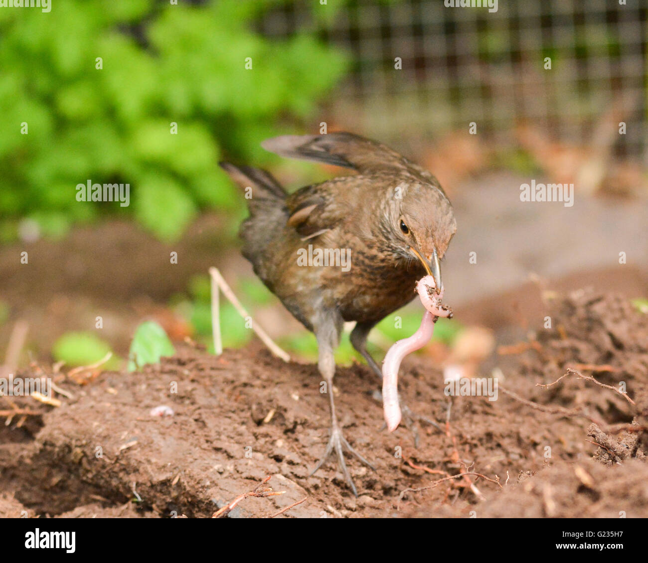 Earthworms soil hi-res stock photography and images - Alamy