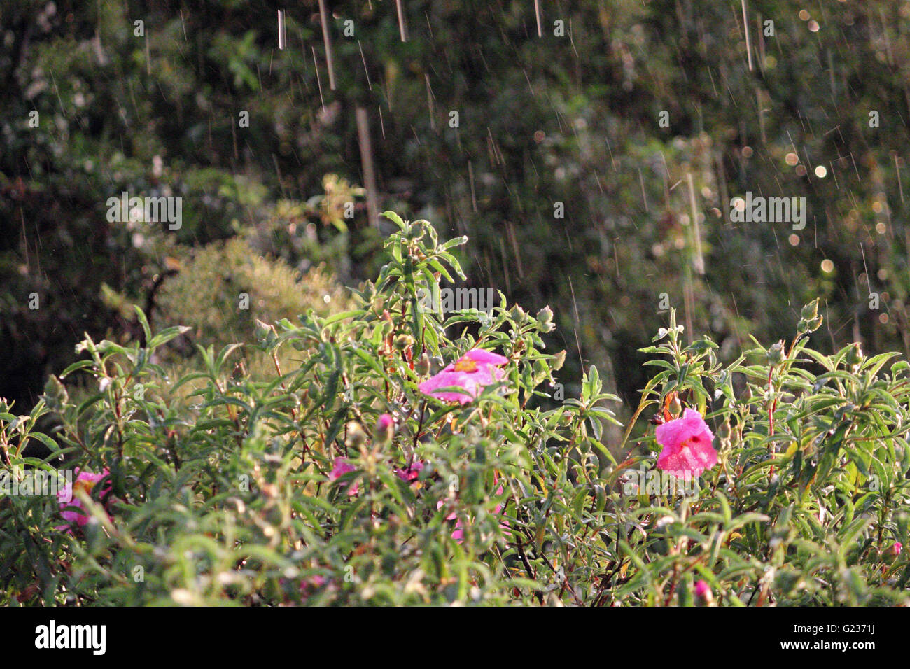 Heavy Rain Drops Falling On High Resolution Stock Photography and ...