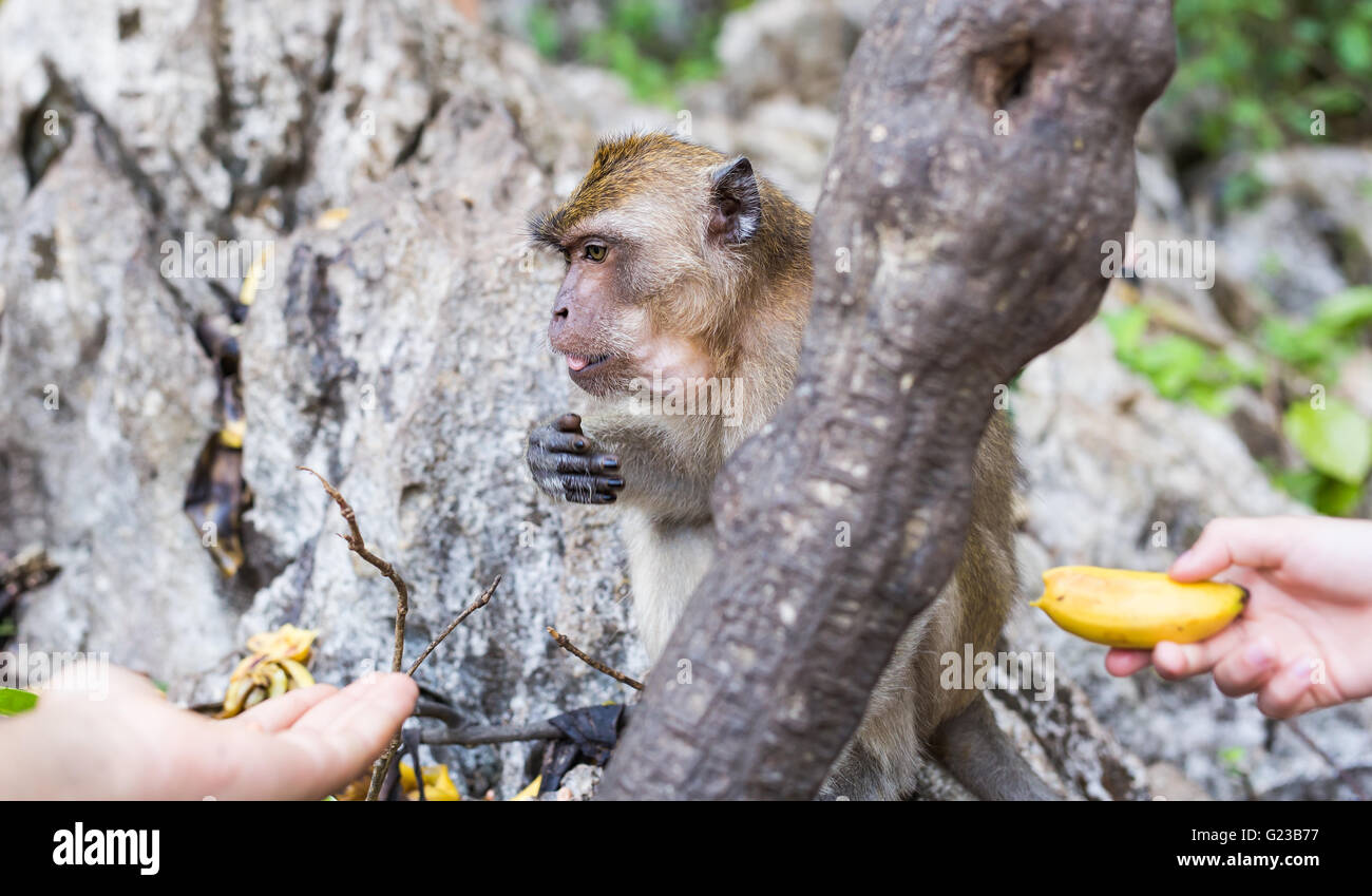 monkey taking food from human's hand Stock Photo - Alamy