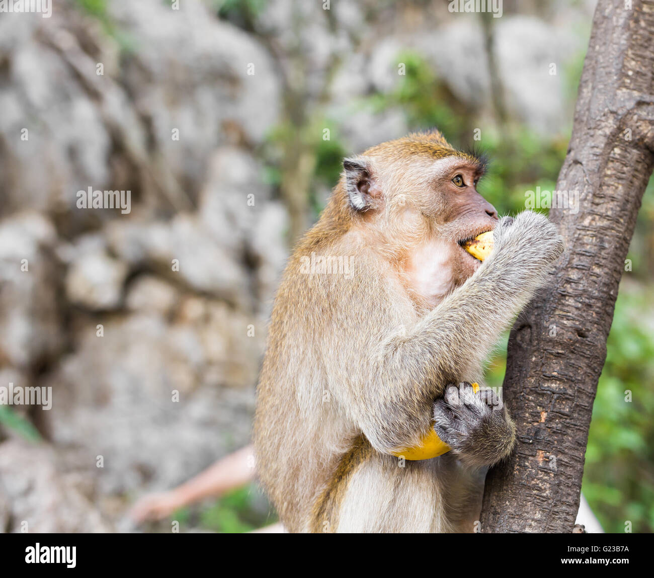 One monkey eats banana Stock Photo - Alamy