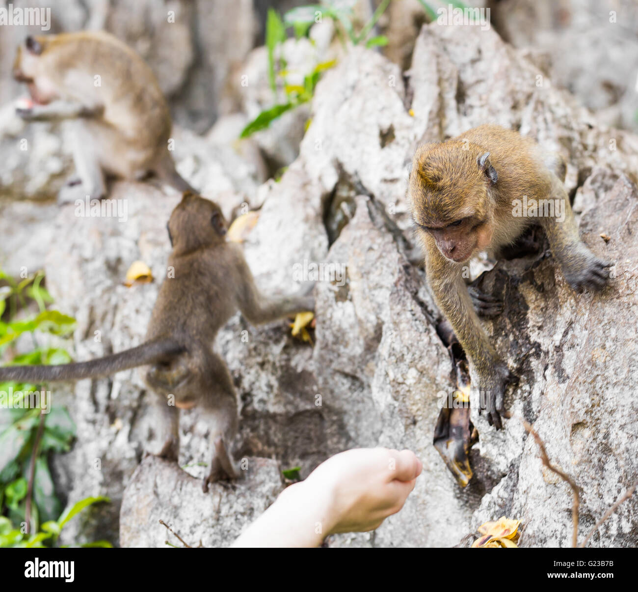 monkey taking food from human's hand Stock Photo - Alamy