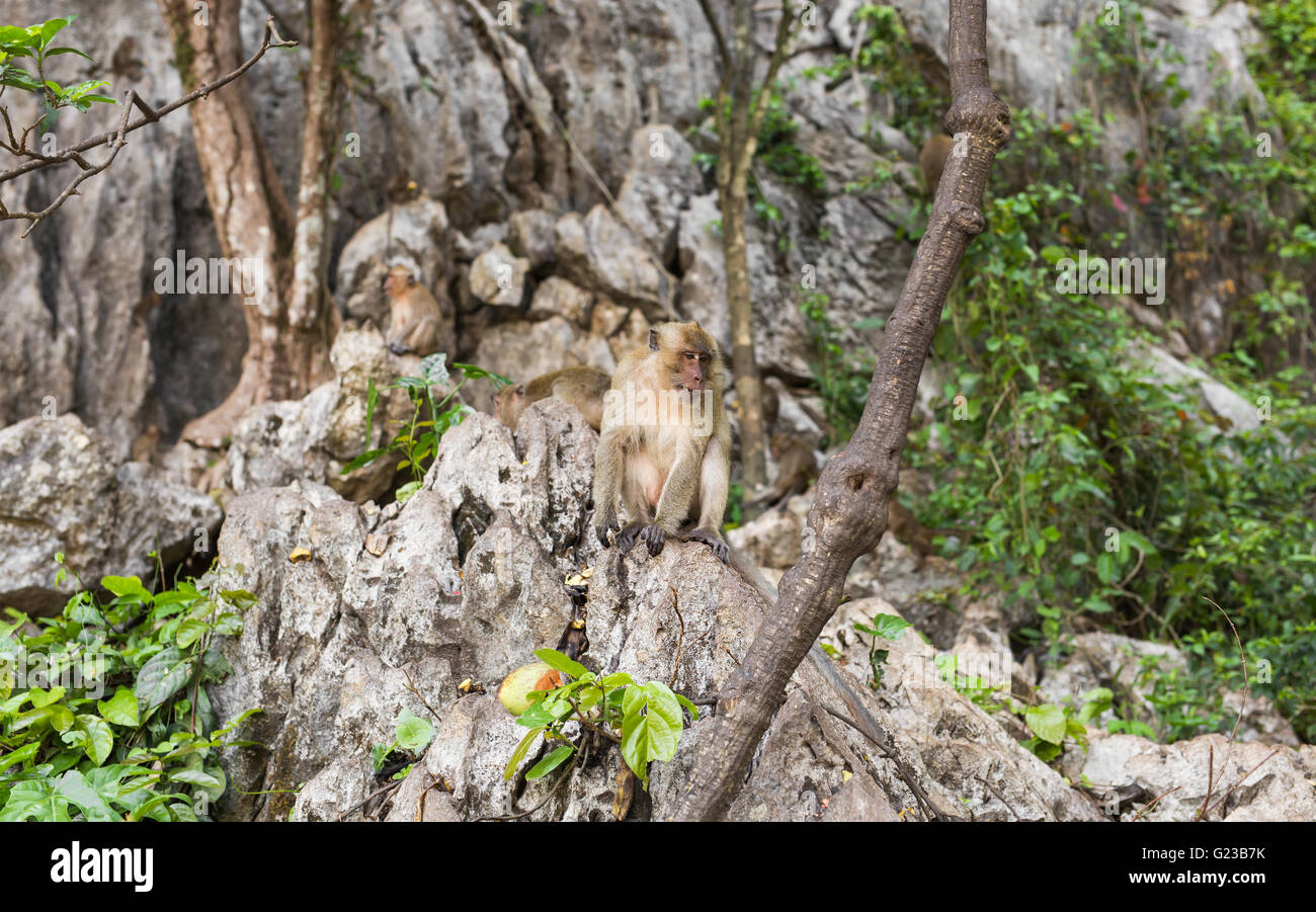 Funny monkey in a natural forest Stock Photo - Alamy