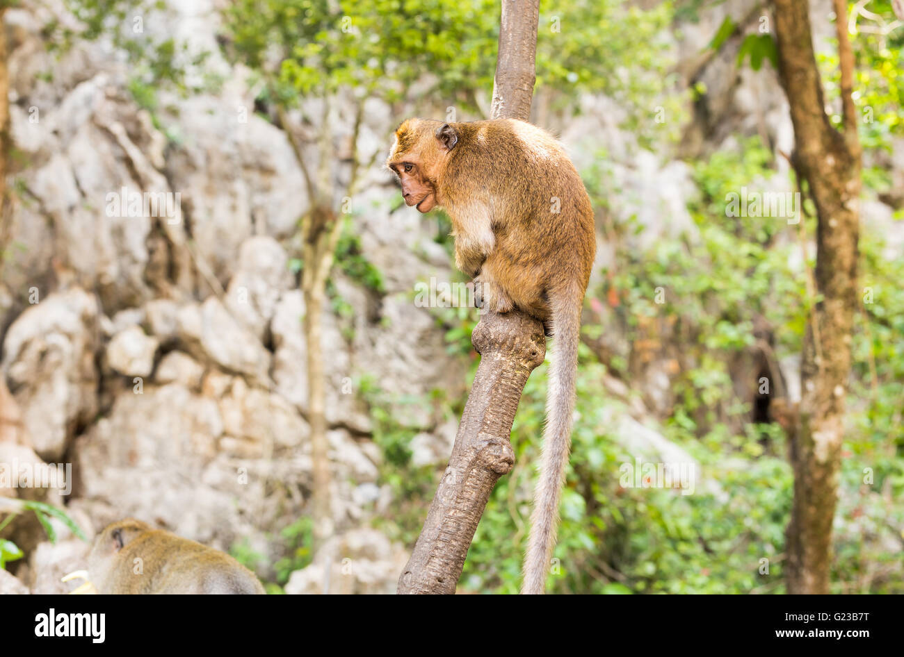 Funny monkey in a natural forest Stock Photo - Alamy