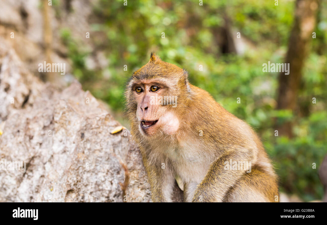 Close-up of monkey face in a nature background Stock Photo - Alamy