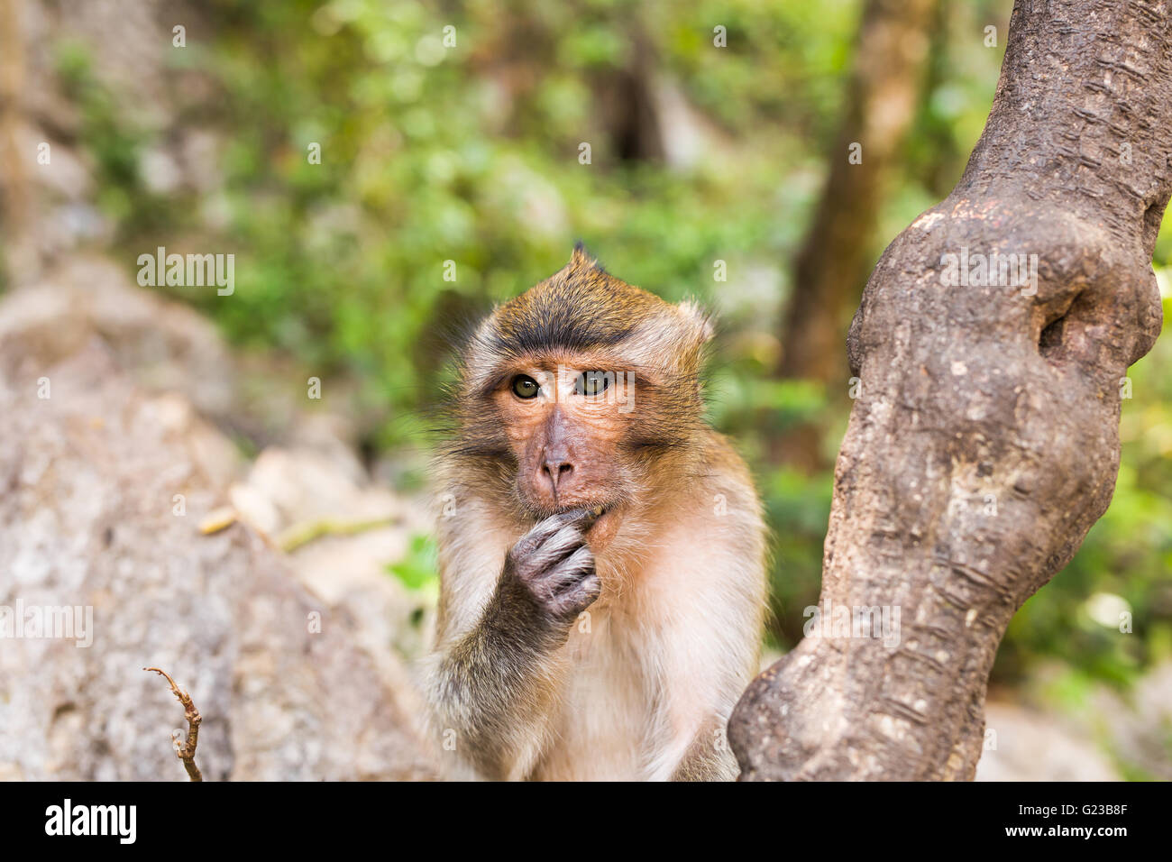 Close-up of monkey face in a nature background Stock Photo - Alamy