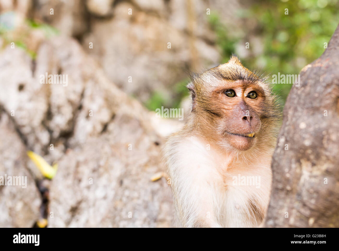 Close up two rhesus monkeys hi-res stock photography and images - Alamy