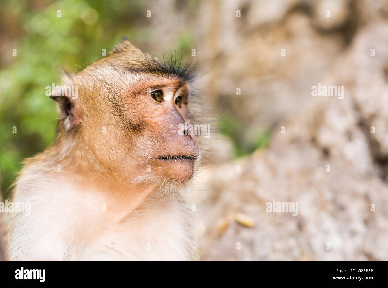 Close-up of monkey face in a nature background Stock Photo - Alamy