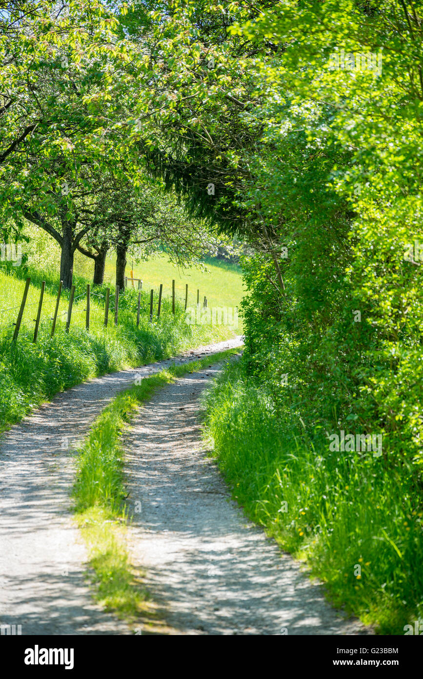 sunny illuminated idyllic field path at spring time in Hohenlohe, a ...