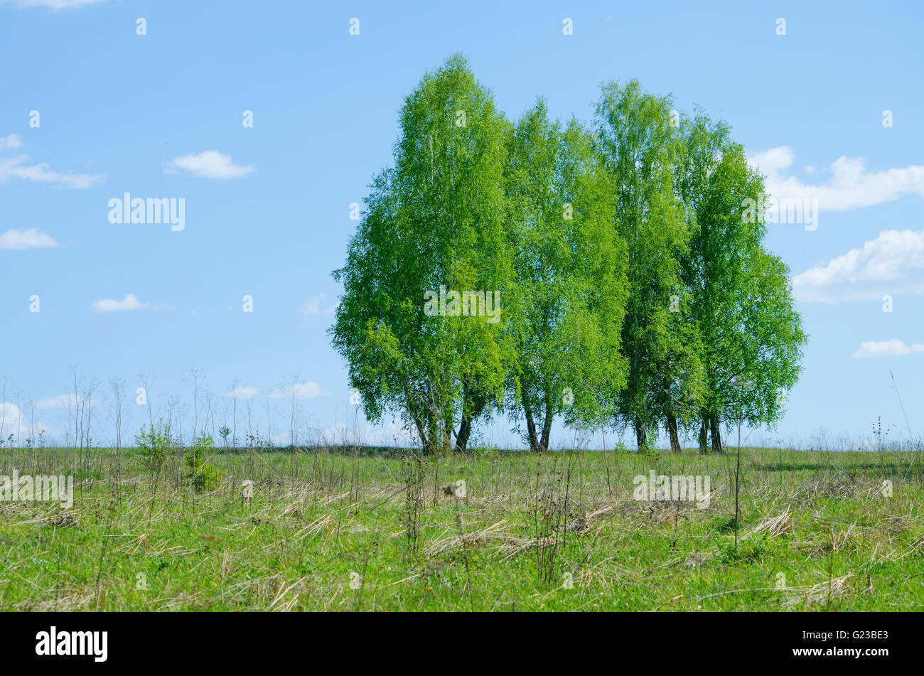 The birch wood spring in May,a landscape, birches, may, small leaves ...