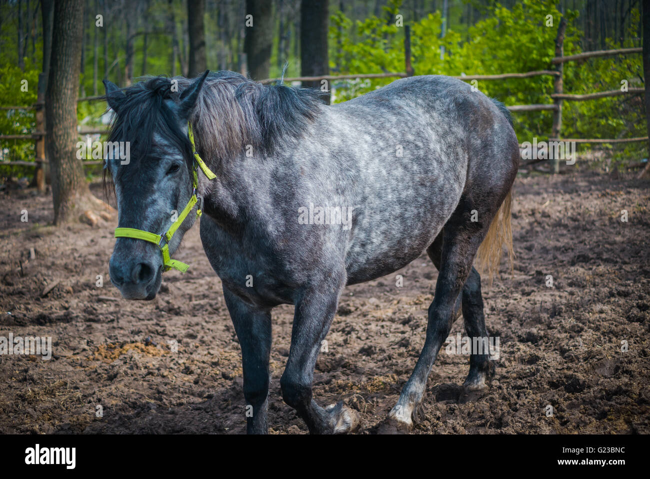 horse in the paddock Stock Photo - Alamy