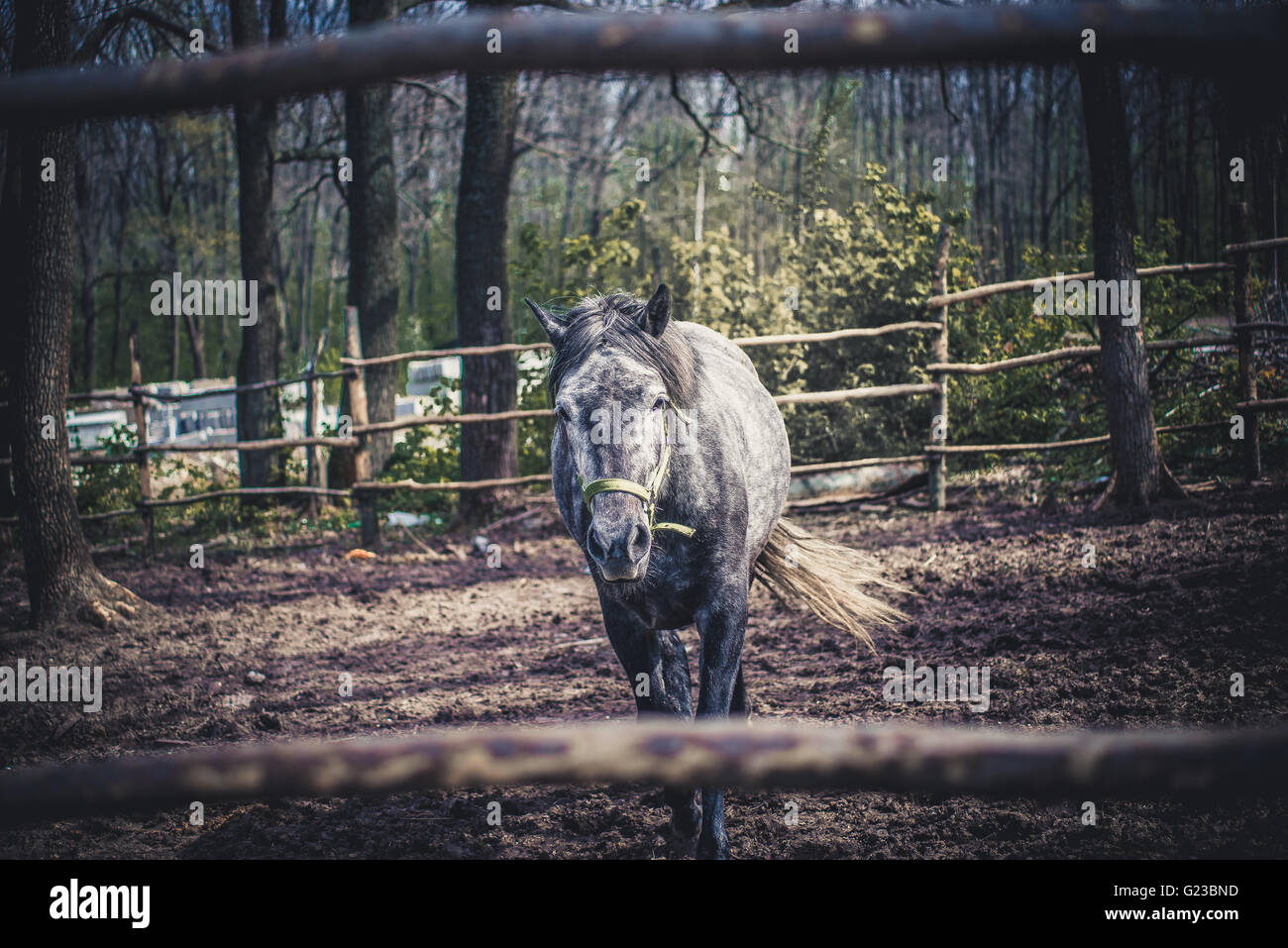 horse in the paddock Stock Photo - Alamy