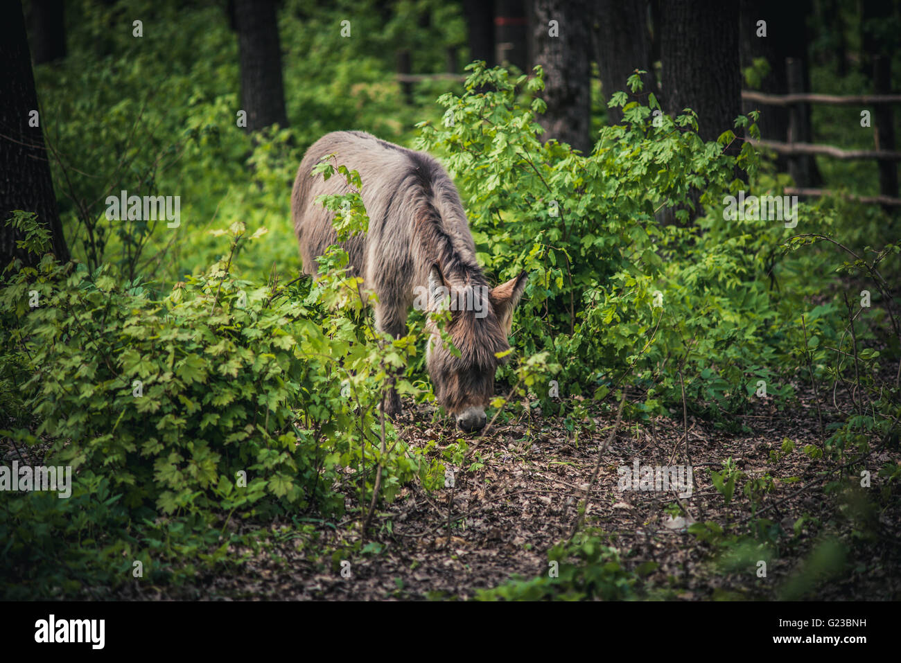 donkey in the forest Stock Photo - Alamy
