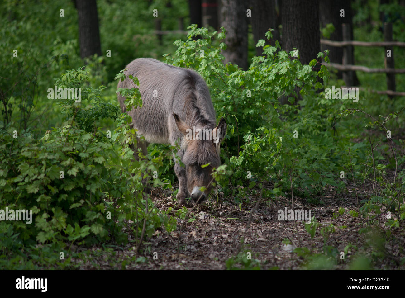 donkey in the forest Stock Photo - Alamy