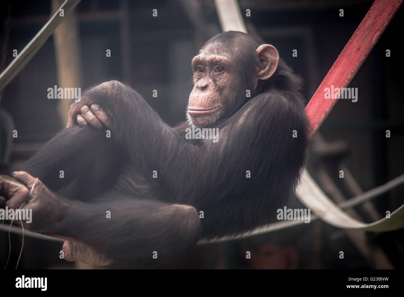 monkey on slings, sagely monkey Stock Photo - Alamy