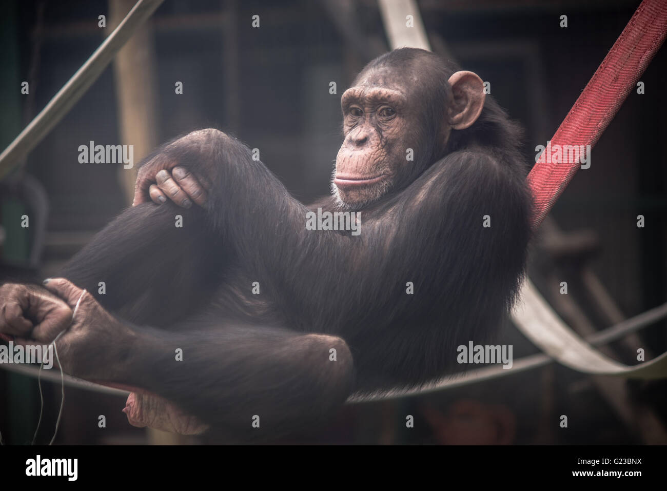 Slings hi-res stock photography and images - Alamy