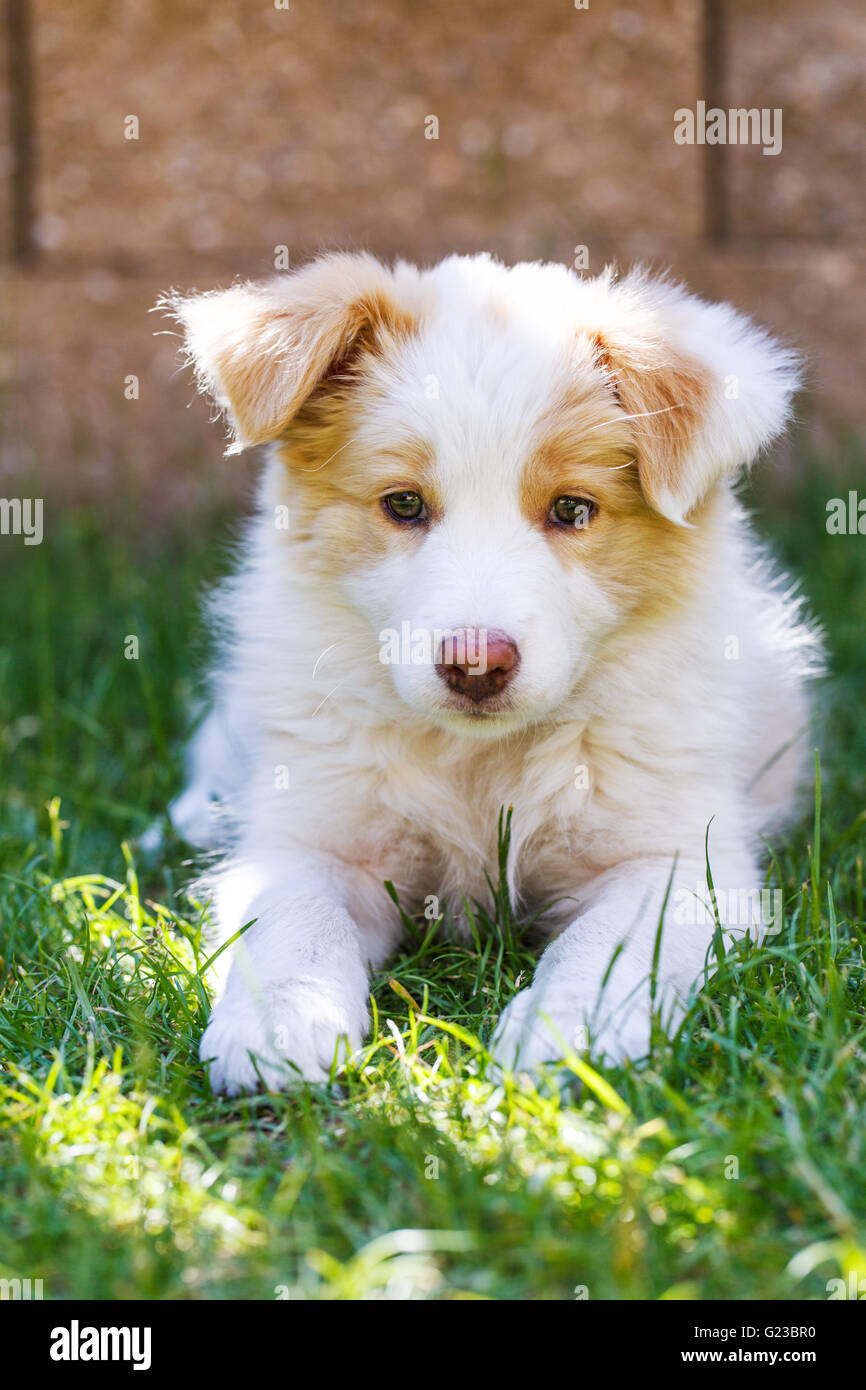 Ee red Border Collie puppy. Young dog outside on the lawn Stock Photo ...
