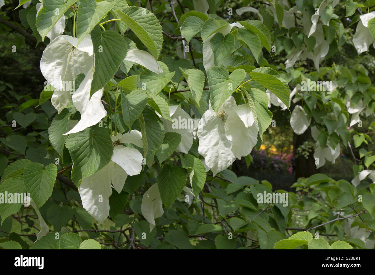 Handkerchief tree Davidia involucrata Stody Lodge woodland gardens ...