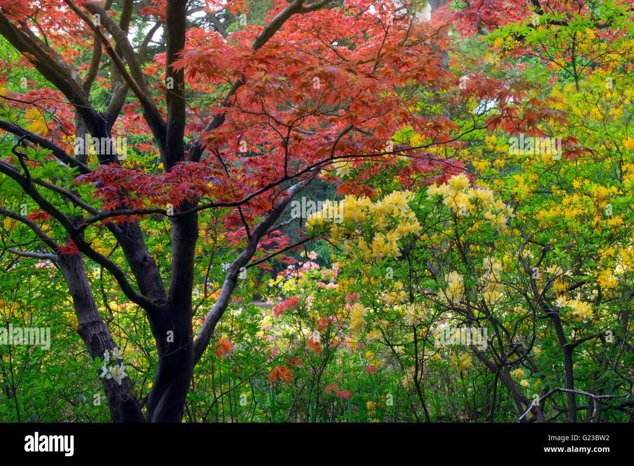 Spring colours of Red Acer Azaleas and Rhododendrons in woodland Stody ...