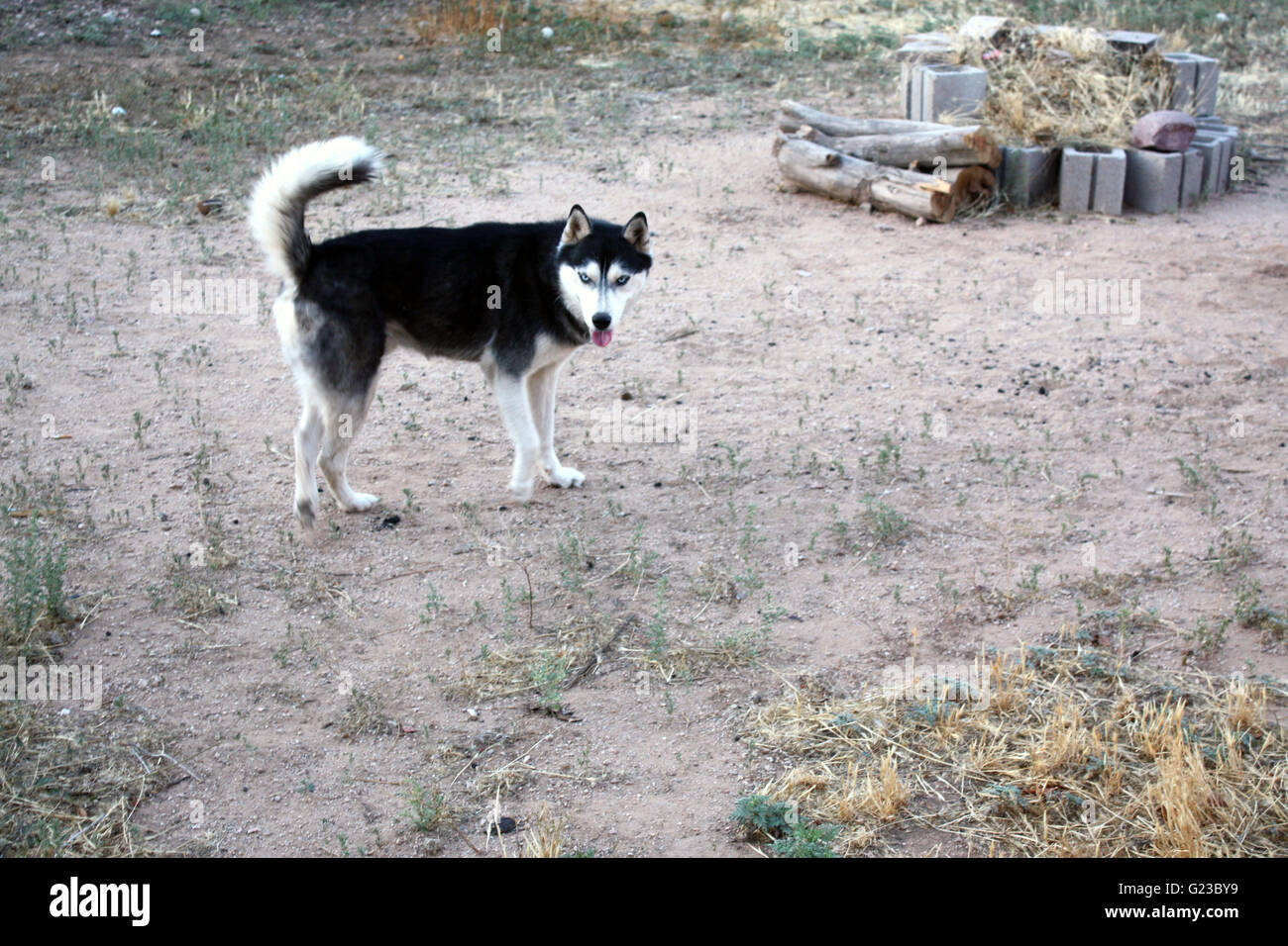 Pedigree Siberian Husky Male Black & White 5 five years old Rex ...
