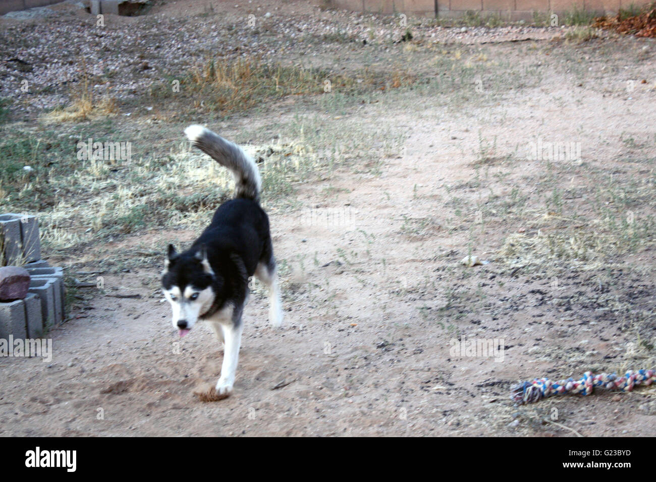 Pedigree Siberian Husky Male Black & White 5 five years old Rex ...