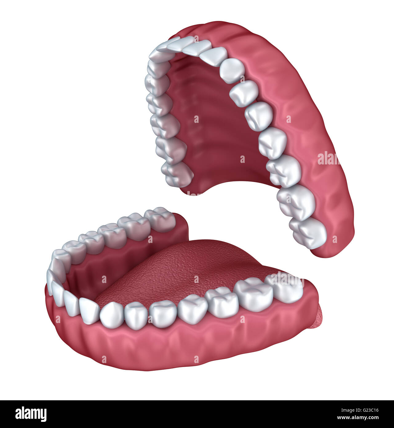 Human denture 3D image, isolated on white Stock Photo - Alamy