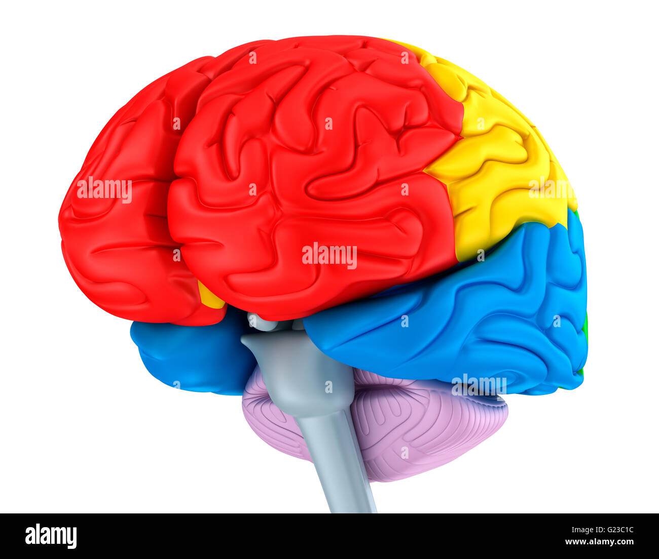 Brain lobes in different colors. Isolated on white Stock Photo - Alamy