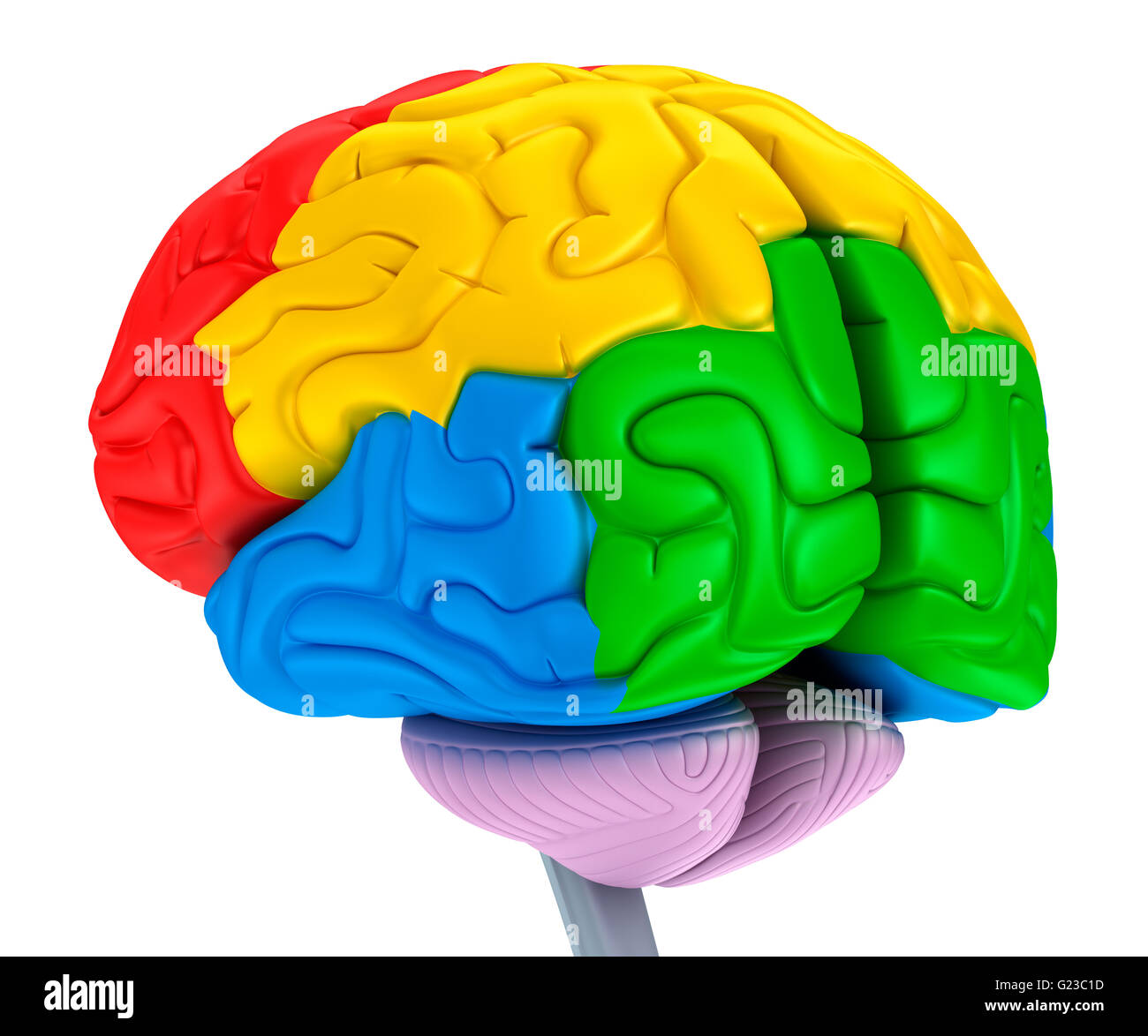 Brain lobes hi-res stock photography and images - Alamy