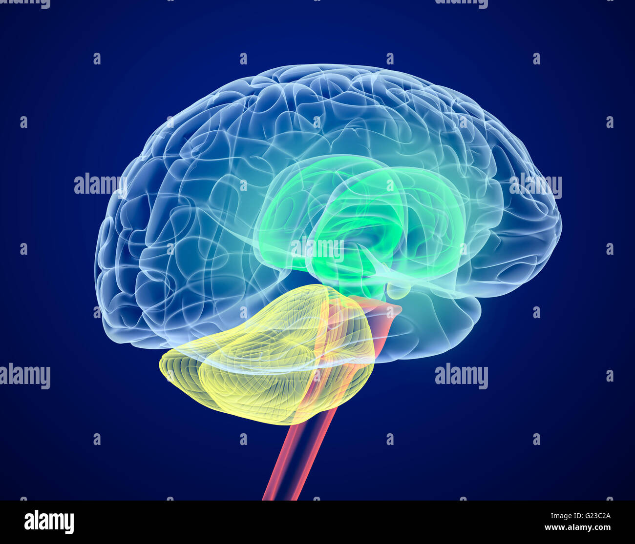Brain lobes in different colors. X-Ray view Stock Photo - Alamy