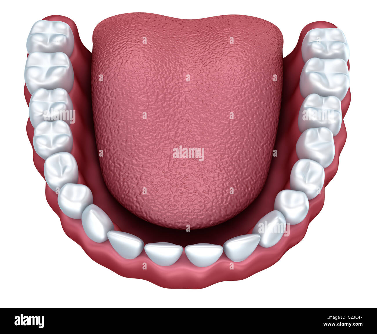 3d open denture isolated on hi-res stock photography and images - Alamy